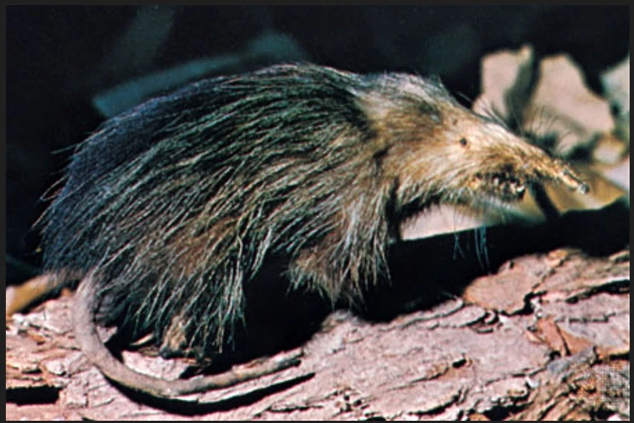Almiquí de Cuba (Solenodon cubanus) | Wiki Enciclopedia del reino ...