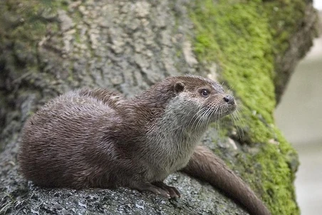 Nutria (Lutra lutra) | Wiki Enciclopedia del reino animal | Fandom