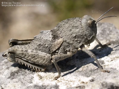 Saltamontes ocnerodes (Ocnerodes brunneri) | Wiki Enciclopedia del ...