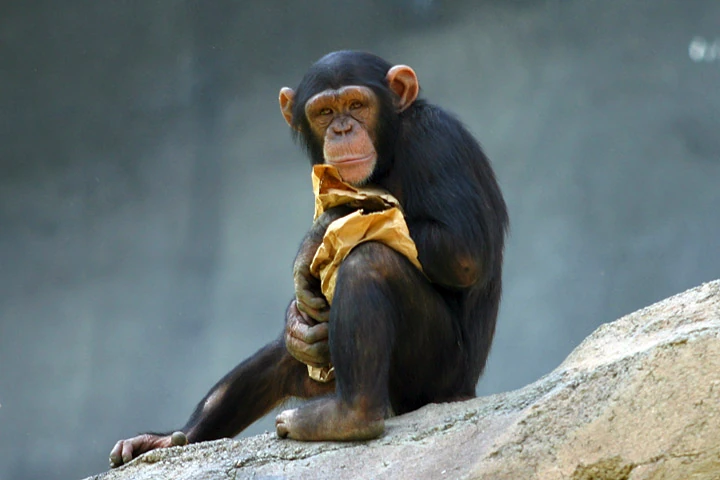 Chimpance comun (Pan troglodytes) | Wiki Enciclopedia del reino animal ...
