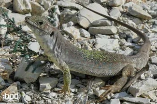 Lagarto betico (Timon nevadensis) | Wiki Enciclopedia del reino animal ...