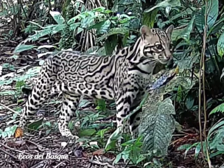 Ocelote (Leopardus pardalis) | Wiki Enciclopedia del reino animal | Fandom