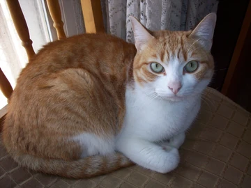 Gato (Felis catus) | Wiki Enciclopedia del reino animal | Fandom