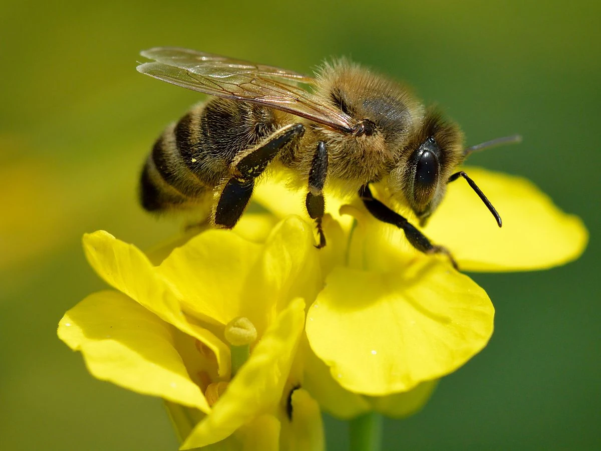 Abeja europea (Apis mellifera) | Wiki Enciclopedia del reino animal ...