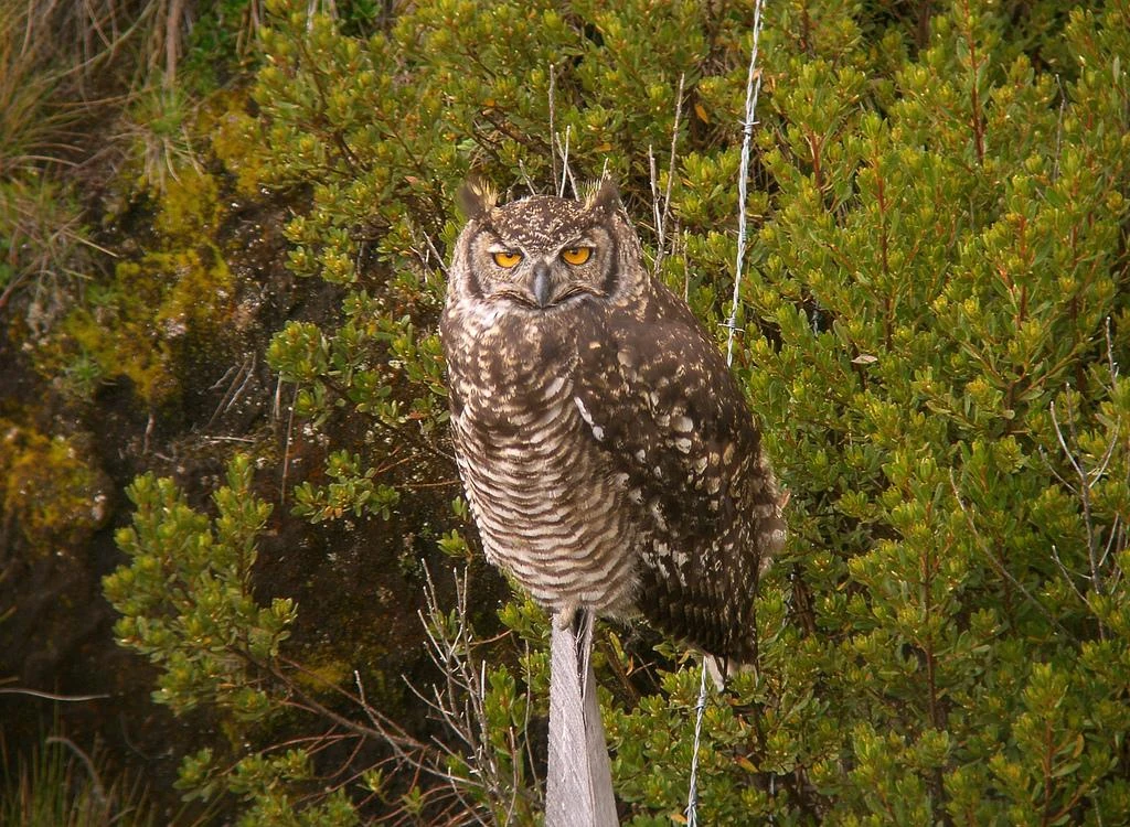Buho cornudo (Bubo virginianus) | Wiki Enciclopedia del reino animal ...