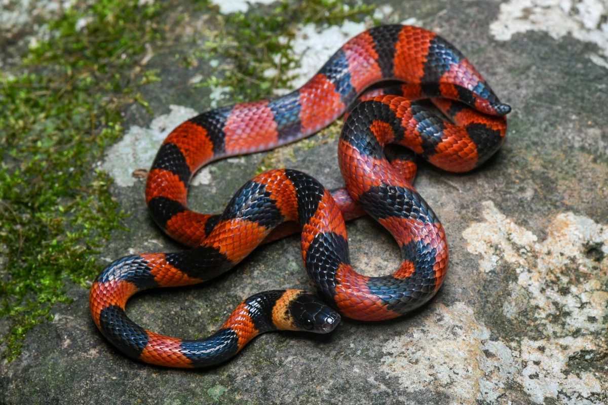 Culebra encendida de calico (Oxyrhopus petolarius) | Wiki Enciclopedia ...
