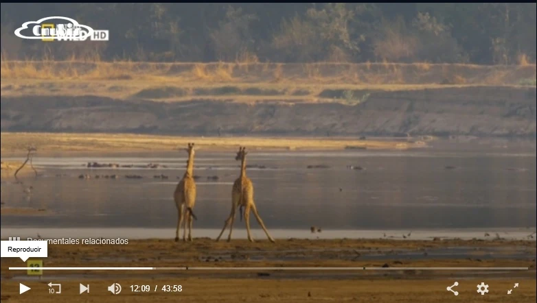 Documentales donde aparece la jirafa | Wiki Enciclopedia del reino animal | Fandom
