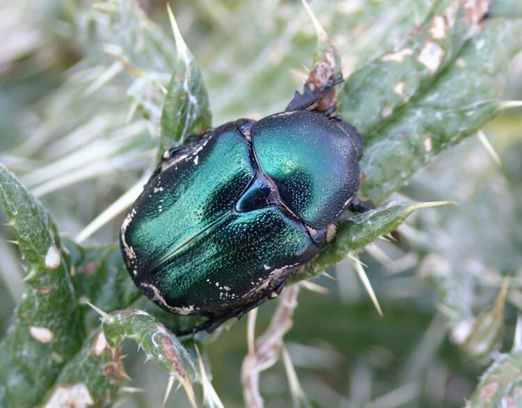 Escarabajo Protaetia (Protaetia trojana) | Wiki Enciclopedia del reino ...