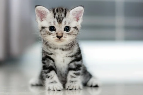 Gatito | Wiki Enciclopedia del reino animal | Fandom