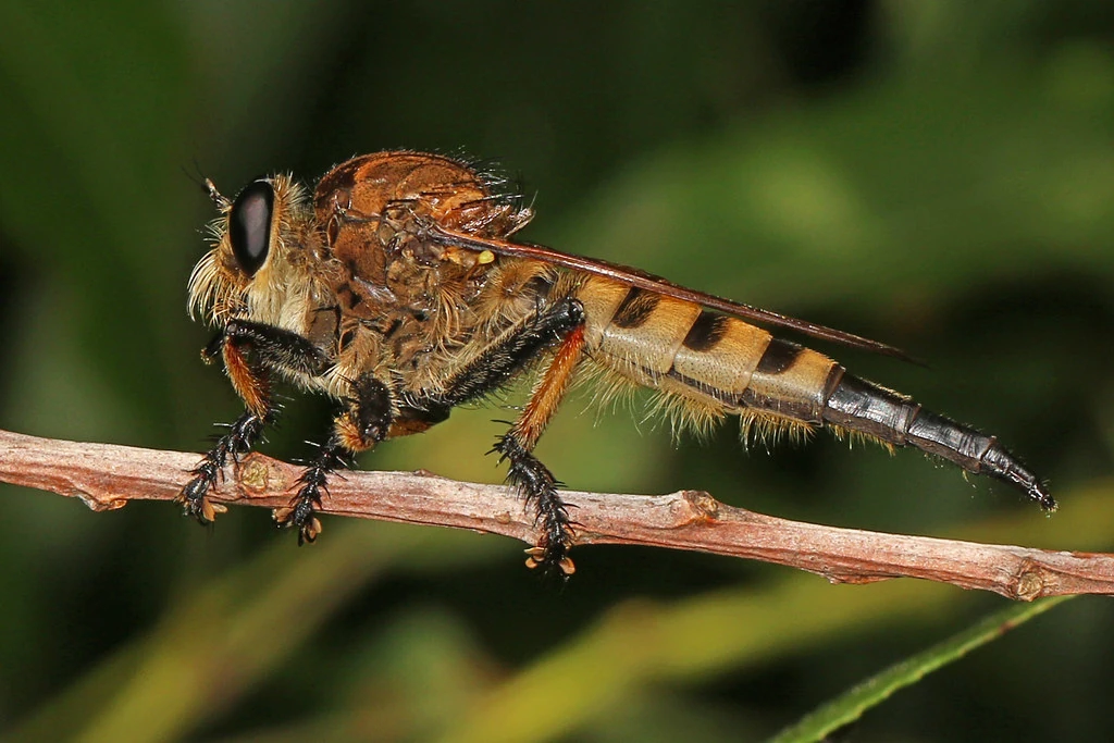 Mosca caníbal de patas rojas (Promachus rufipes) | Wiki Enciclopedia ...