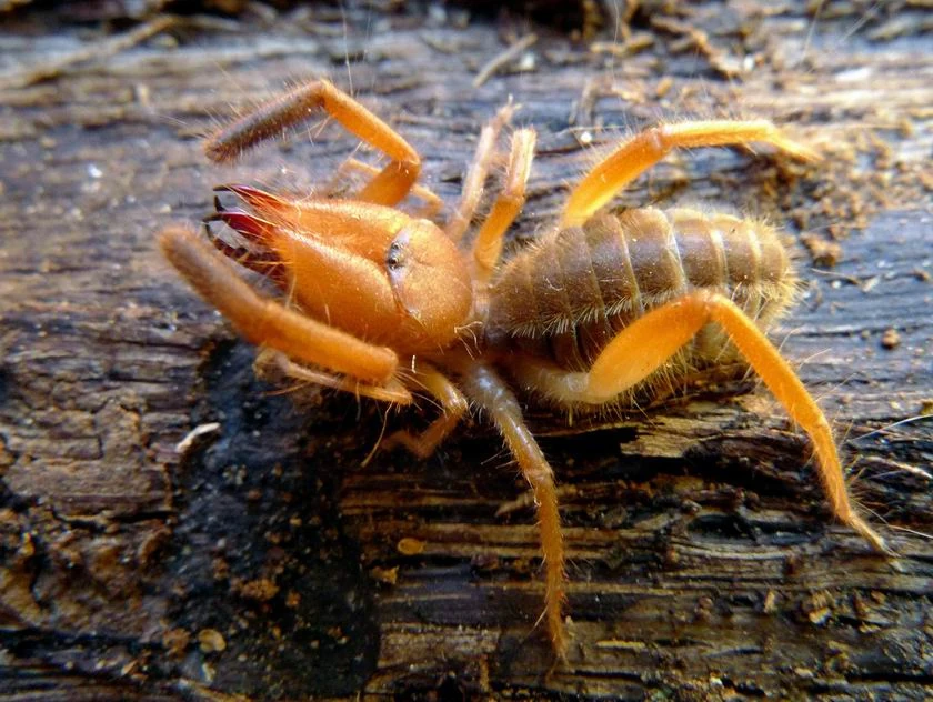 araña camello iberica (Gluvia dorsalis) | Wiki Enciclopedia del reino ...