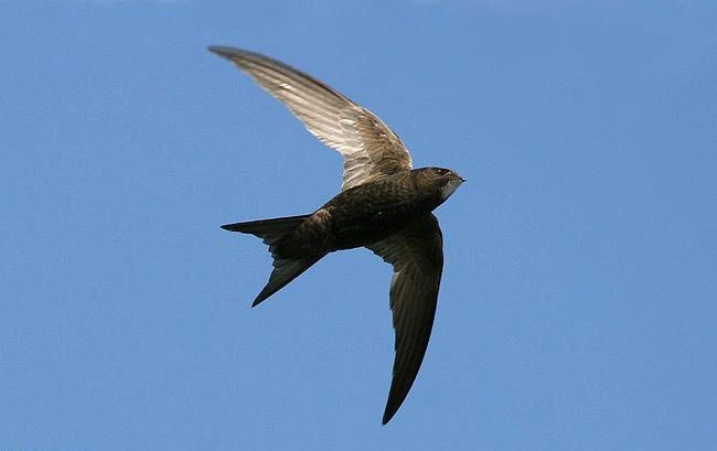 Vencejo comun (Apus apus) | Wiki Enciclopedia del reino animal | Fandom