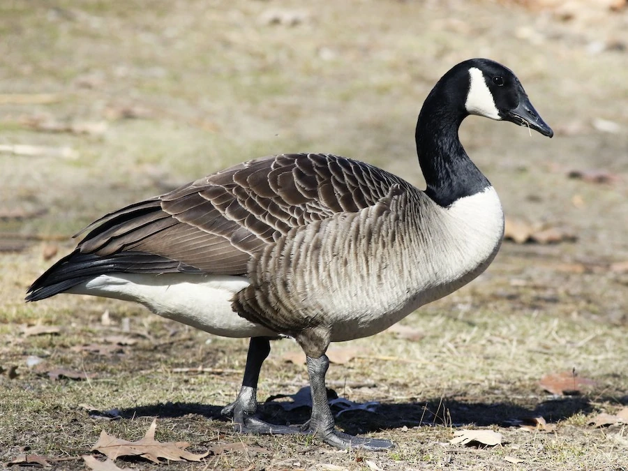 Barnacla canadiense grande (Branta canadensis) | Wiki Enciclopedia del ...