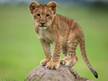 Cachorro de leon | Wiki Enciclopedia del reino animal | Fandom