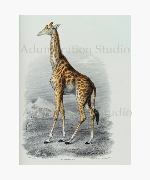 AdumbrationStudio | Wiki Enciclopedia del reino animal | Fandom