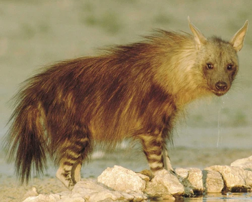 Hiena parda (Hyaena brunnea) | Wiki Enciclopedia del reino animal | Fandom