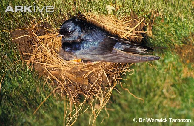 Golondrina azul (Hirundo atrocaerulea) | Wiki Enciclopedia del reino ...