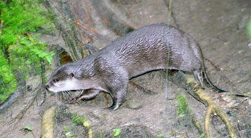 Nutria enana asiatica (Aonyx cinereus) | Wiki Enciclopedia del reino ...