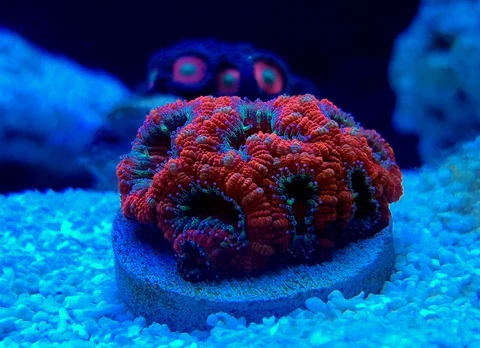 Acan lord (Micromussa lordhowensis) | Wiki Enciclopedia del reino ...