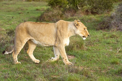 Leona | Wiki Enciclopedia del reino animal | Fandom