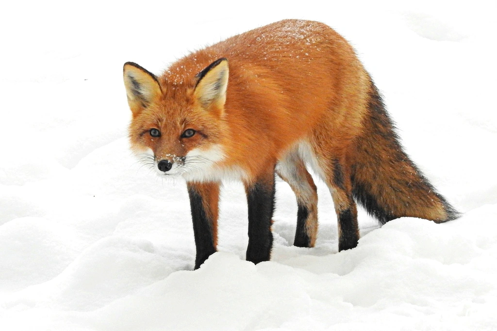 Vulpes vulpes | Wiki Enciclopedia Especies | Fandom
