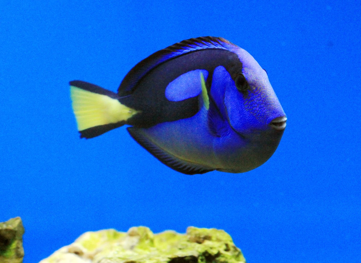 Paracanthurus hepatus | Wiki Enciclopedia Especies | Fandom