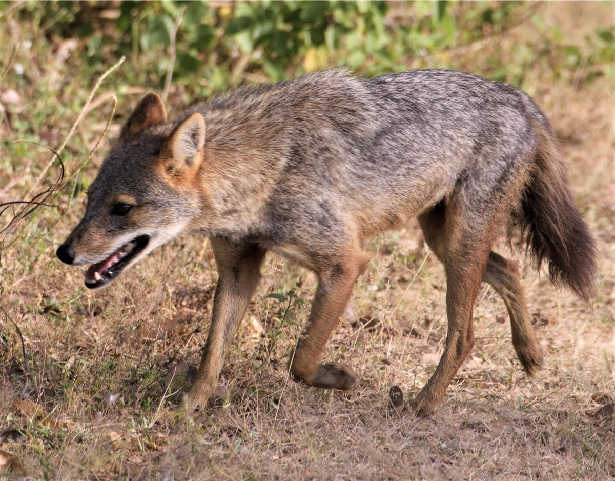 Canis aureus | Wiki Enciclopedia Especies | Fandom