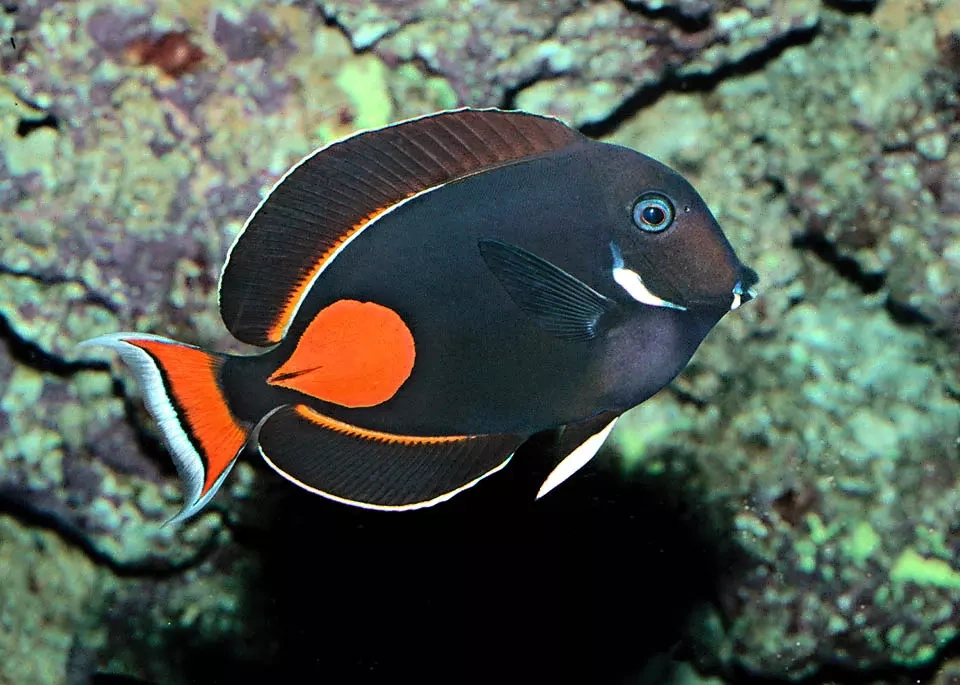 Acanthurus achilles | Wiki Enciclopedia Especies | Fandom