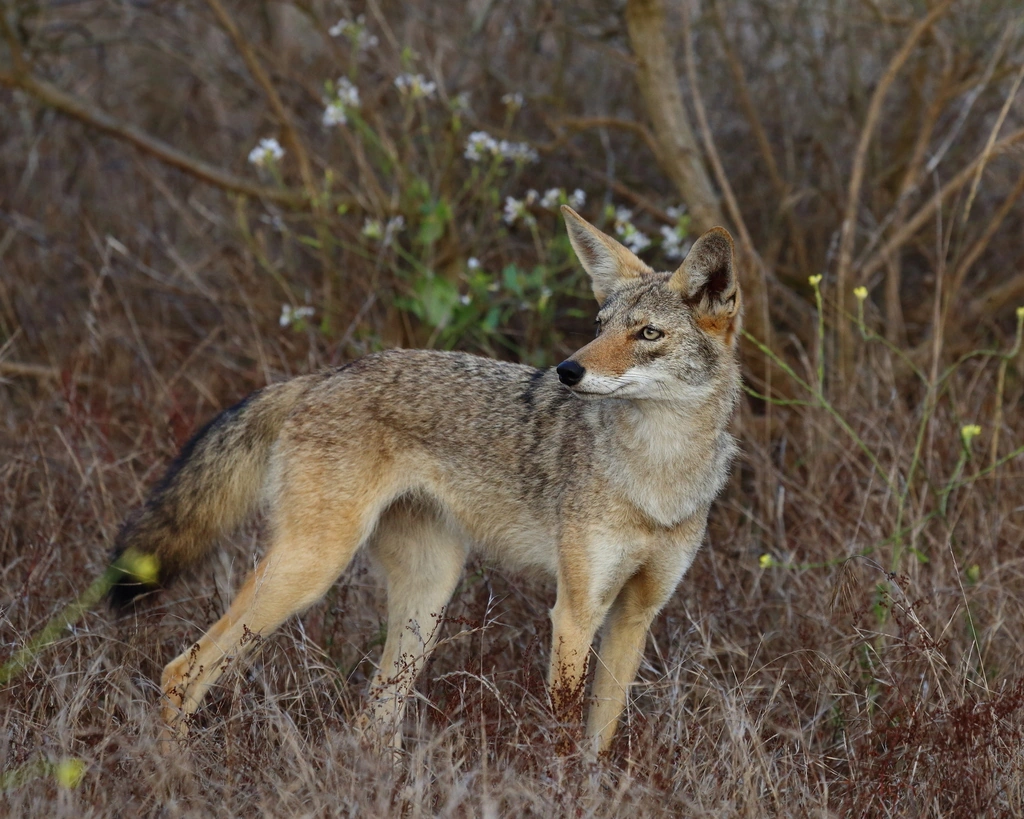 Canis latrans | Wiki Enciclopedia Especies | Fandom