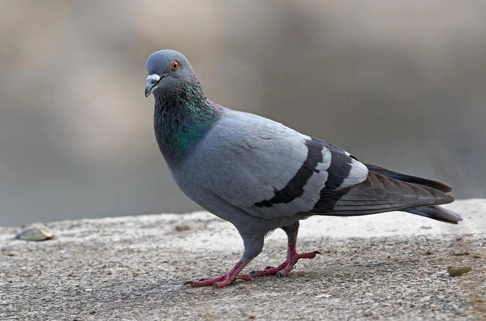 Columba livia | Wiki Enciclopedia Especies | Fandom