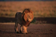 Panthera leo | Wiki Enciclopedia Especies | Fandom