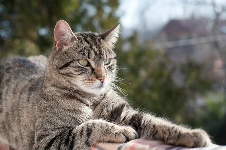 Felis silvestris catus | Wiki Enciclopedia Especies | Fandom