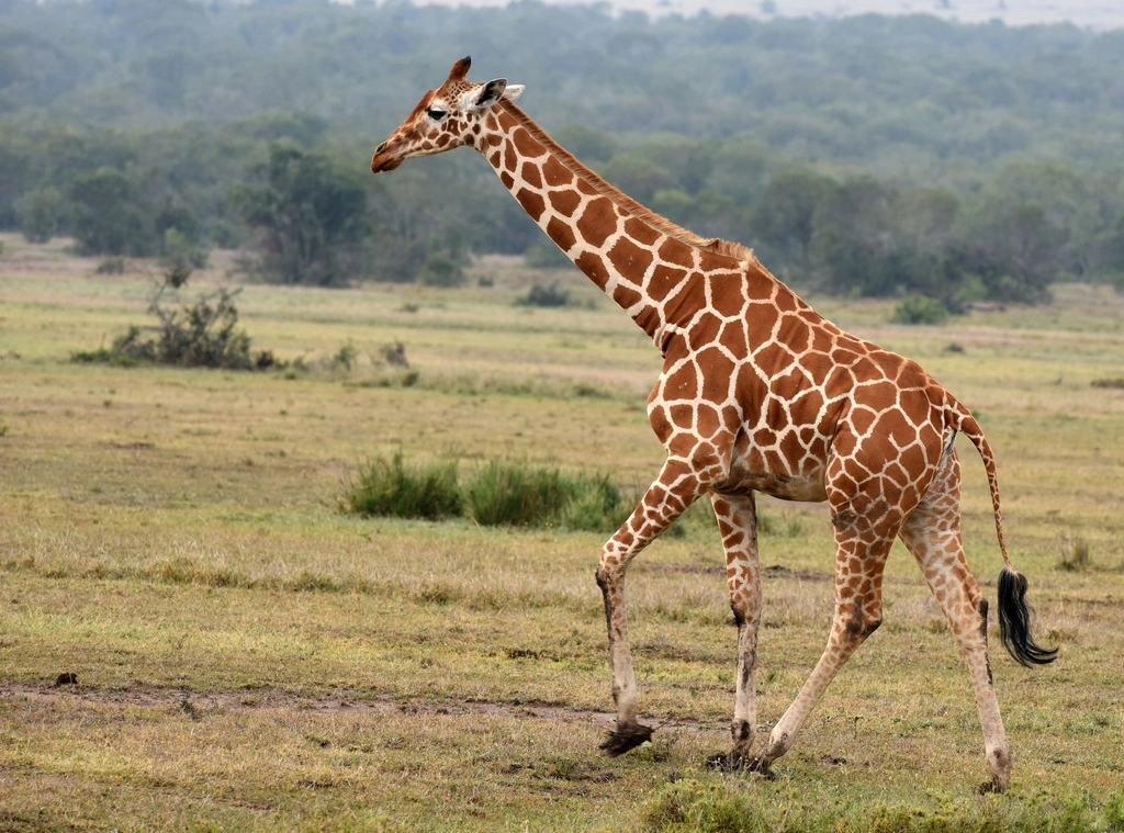 Giraffa camelopardalis | Wiki Enciclopedia Especies | Fandom