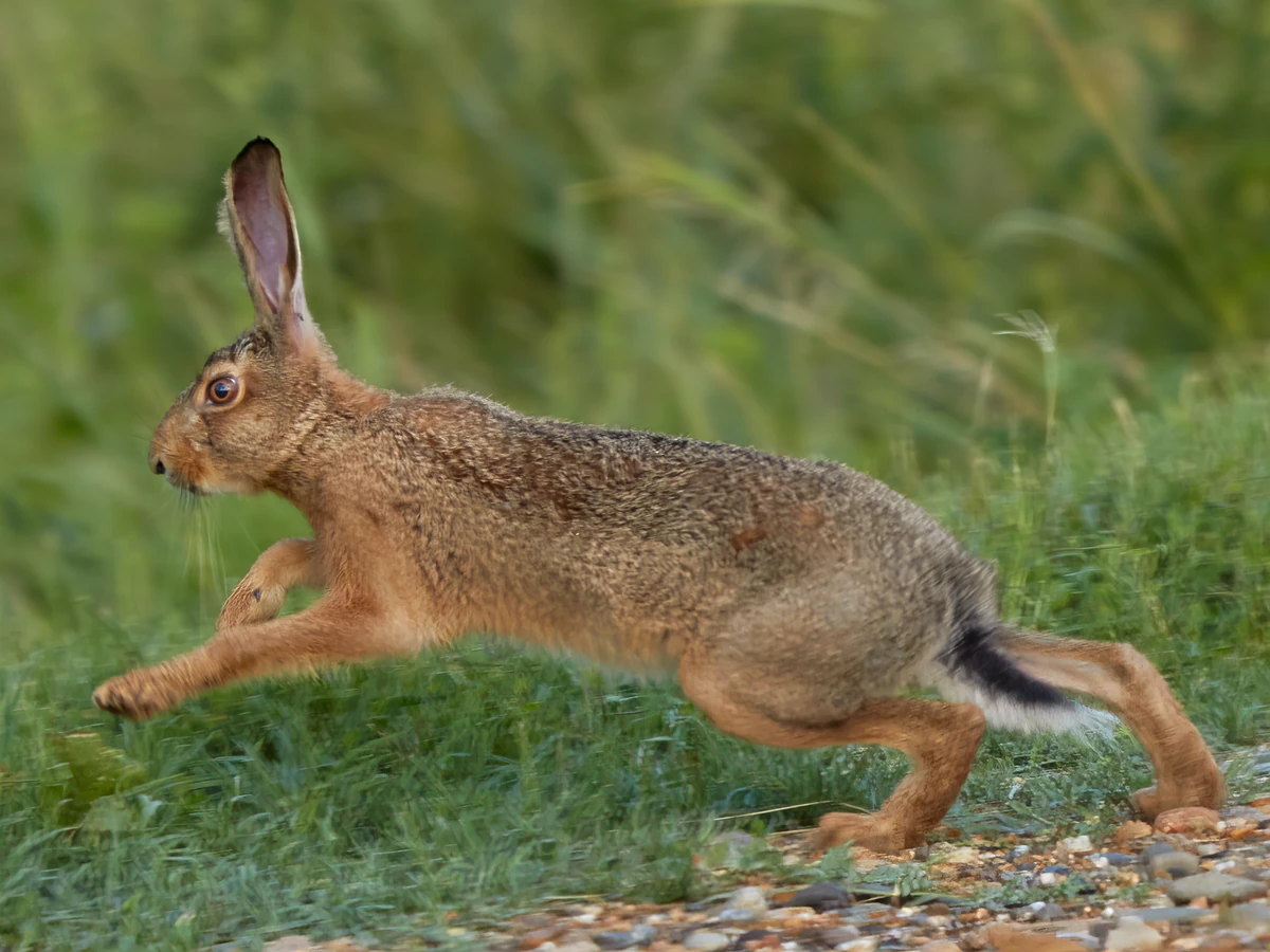 Lepus europaeus | Wiki Enciclopedia Especies | Fandom