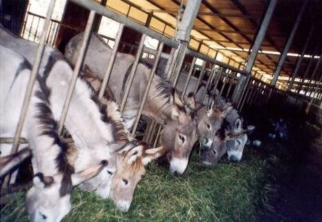 Allevamento | Enciclopedia dell'Economia Wiki | Fandom