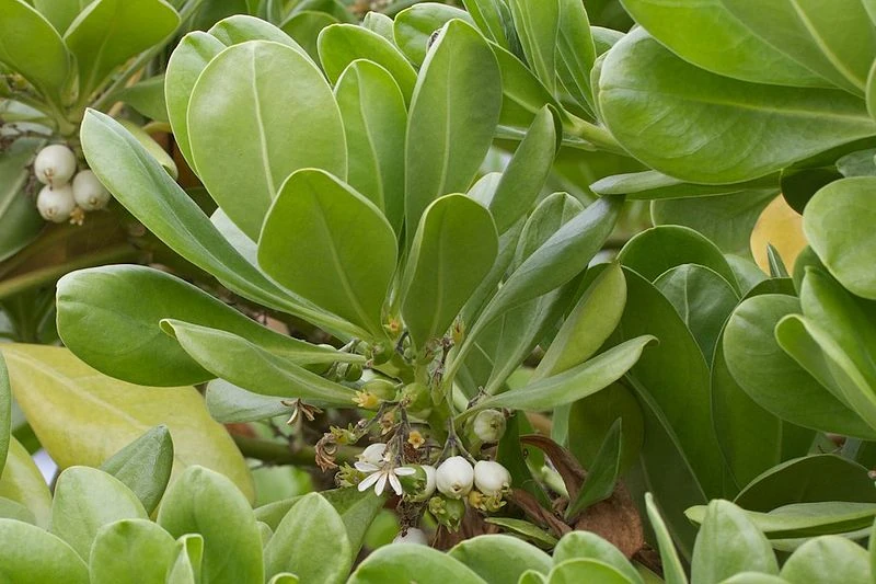 Plantae | Wiki Enciclopedia universal | Fandom