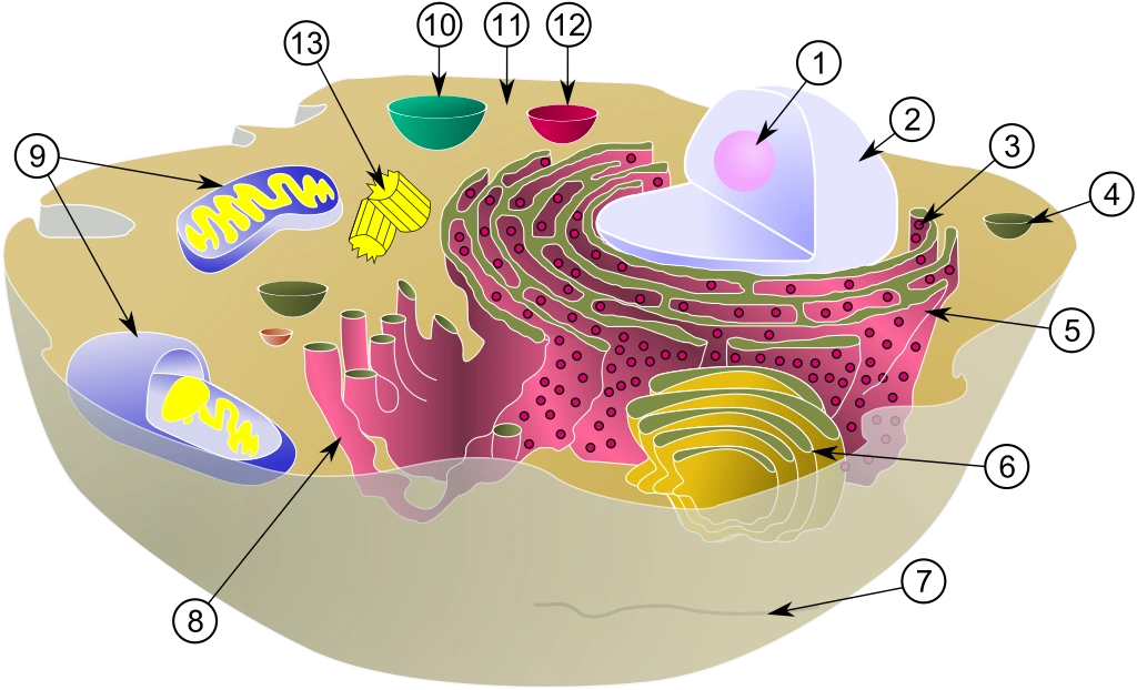 Citoplazma | Enciklopedija Wiki | Fandom