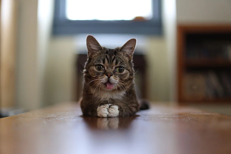 Lil Bub | Encyclopædia Wiki | Fandom