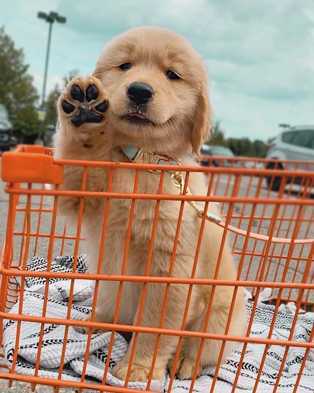 Todd Budzyn | Spaghetti Wiki | Fandom