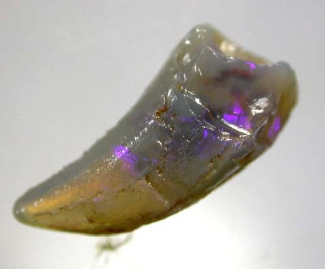 Bone opal | Encyclopedia gemstonia Wiki | Fandom