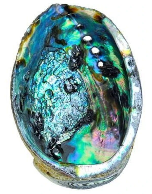 Abalone | Encyclopedia gemstonia Wiki | Fandom