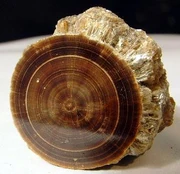 Oakstone | Encyclopedia gemstonia Wiki | Fandom
