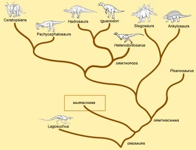 Ornithischia | Encyclopedia of Prehistory Wiki | Fandom