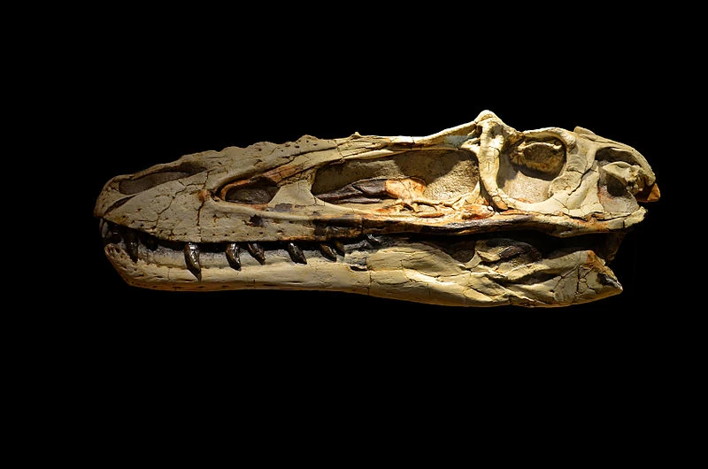 Alioramus | Encyclopedia Prehistorica - The Ultimate Dinosaur Wiki | Fandom