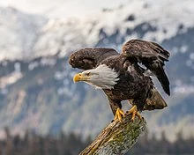 Bald Eagle | Encyclopindia Wiki | Fandom