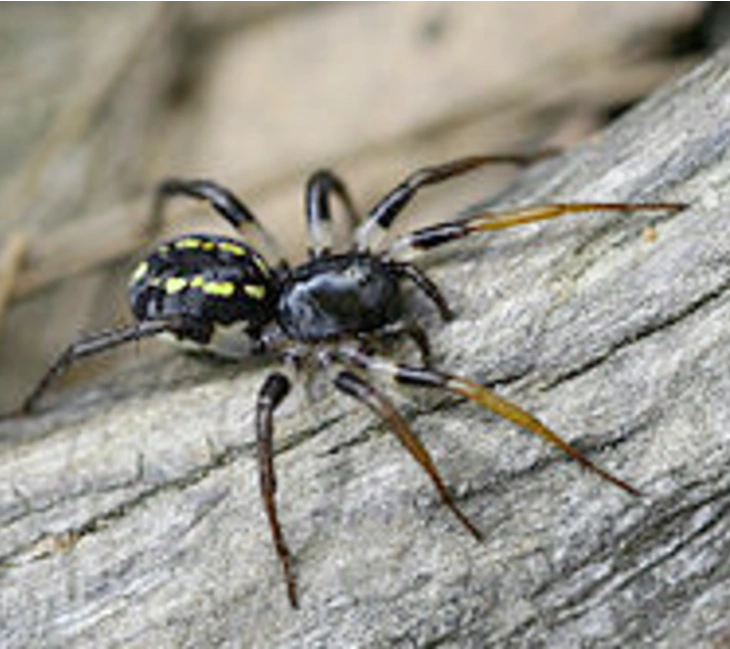 Abapeba | Encyclosaurus Wiki | Fandom