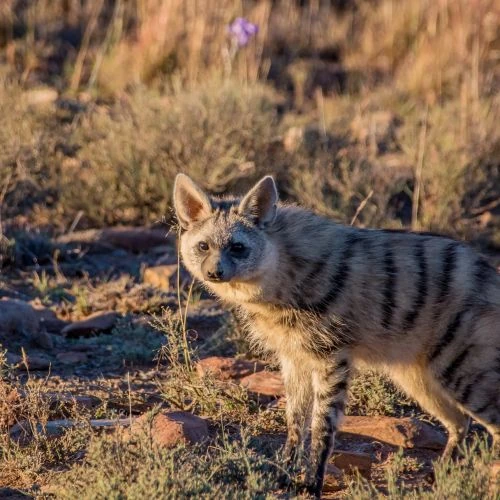 Aardwolf | Encyclosaurus Wiki | Fandom