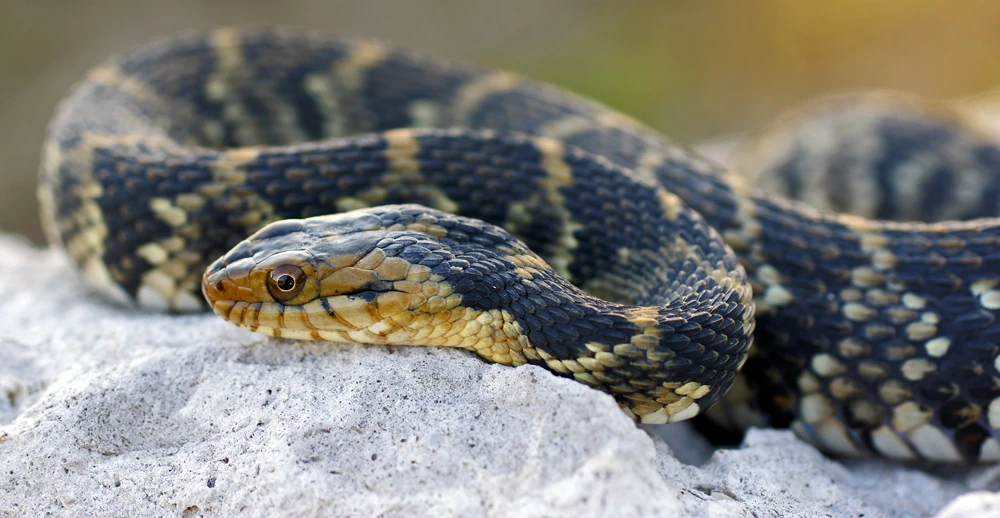 Disappointed | Endgame ARG Wiki | Fandom