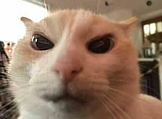 LARRY | Endless Wander Wiki | Fandom