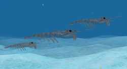 Antarctic Krill Swarm